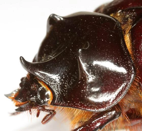 蛀犀金龟族全物种资料整理(下) - 哔哩哔哩