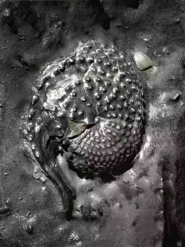 古生代菊石形态学多样性（附几个奇异的菊石） - 哔哩哔哩