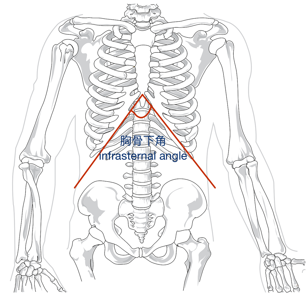 动作 - 膈式呼吸与呼吸运动（Diaphragmatic Breath And Respiratory Movements） - 哔哩哔哩