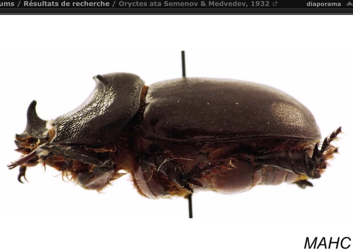 蛀犀金龟属全物种科普 - 哔哩哔哩