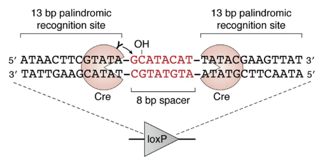 一文搞懂Cre-loxP条件性基因编辑 - 哔哩哔哩