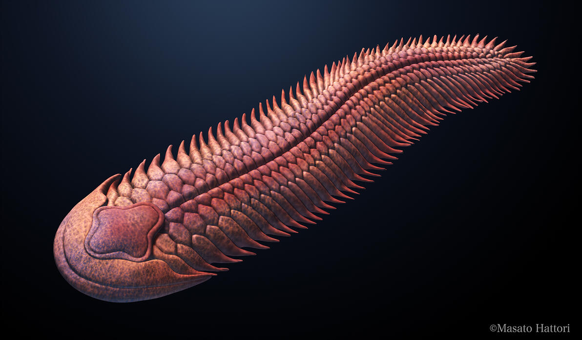 昙花一现，红映一时——前分节动物门（Proarticulata） - 哔哩哔哩