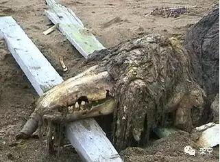 收容了几千个诡异怪物的scp，一旦接触就上瘾了 - 哔哩哔哩