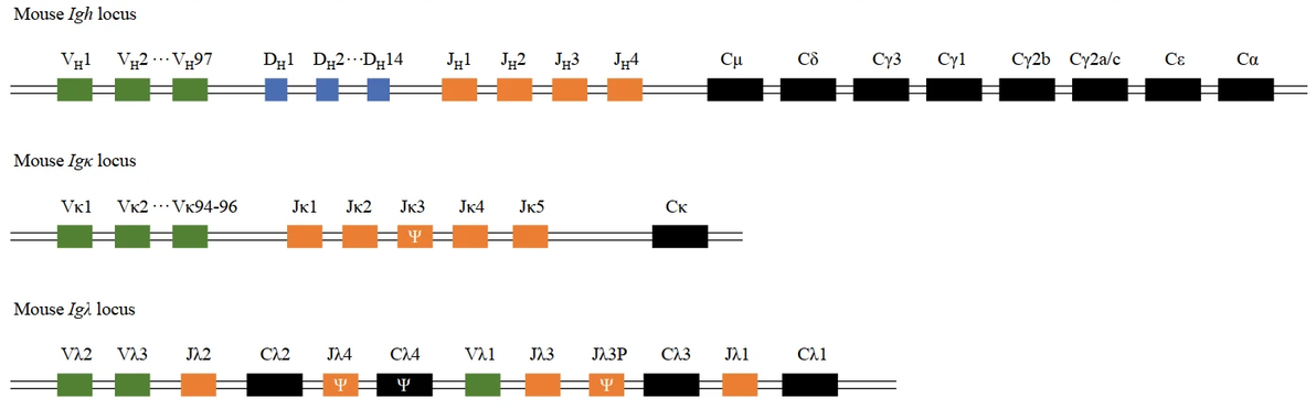 1.2.1 Ig基因的结构 - 哔哩哔哩