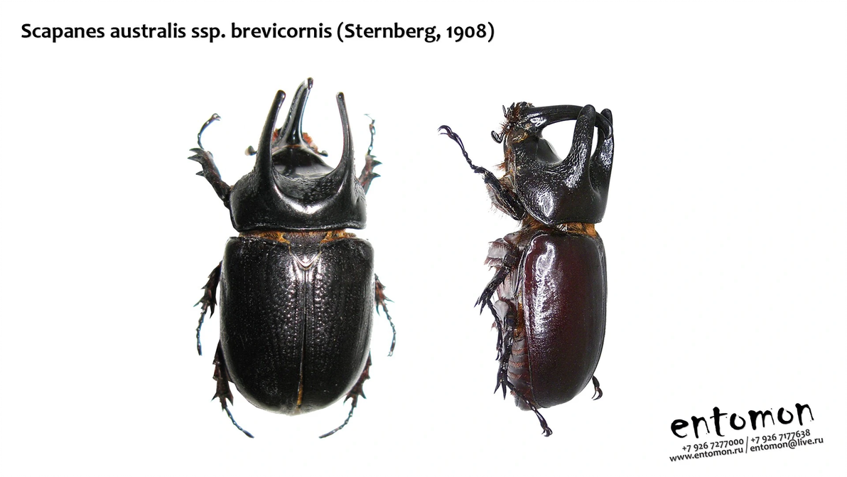 蛀犀金龟族全物种资料整理(下) - 哔哩哔哩