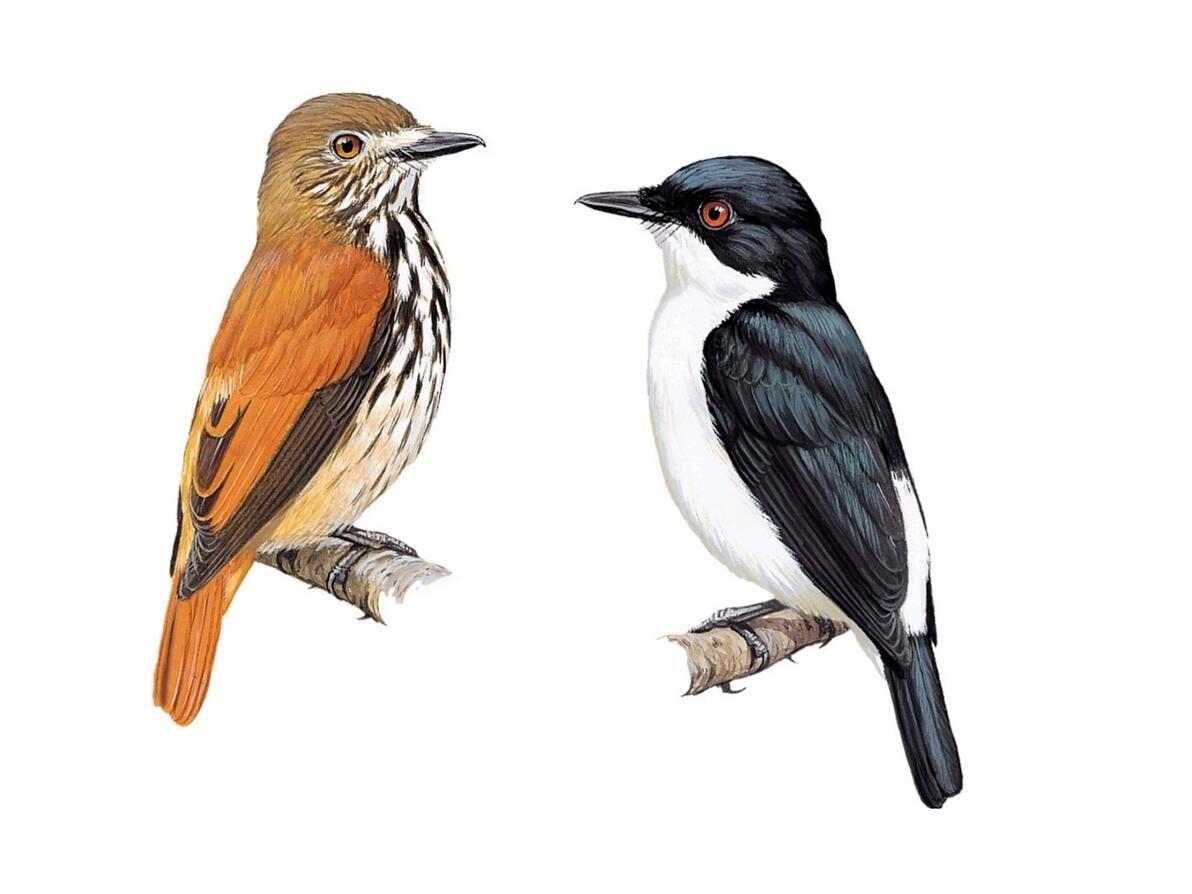 世界鸟类图鉴--丛鵙总科（I） - 哔哩哔哩