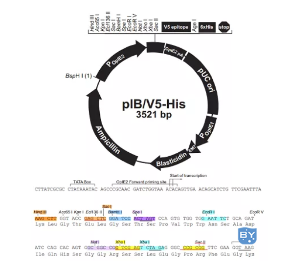 分子实验-双分子荧光互补(BiFC技术详解) - 哔哩哔哩