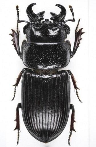 锹甲科-亚科\族\属整理3.0版（上篇） - 哔哩哔哩