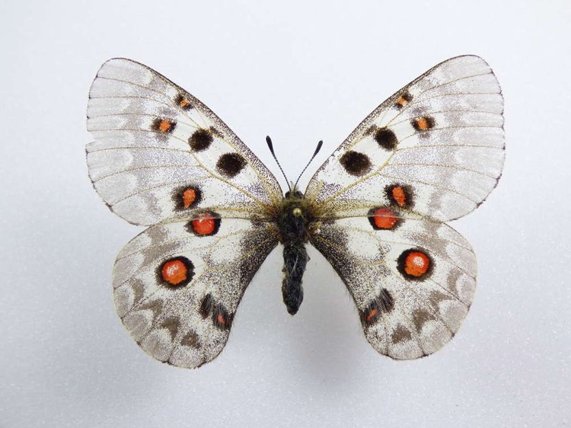 三十五种国内绢蝶属图录 - 哔哩哔哩