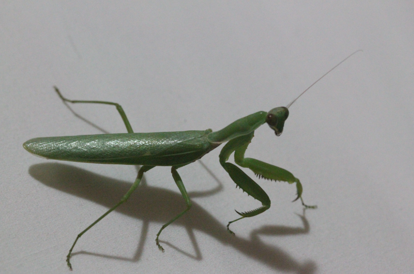 【螳螂科普】斧螳属简介 - 哔哩哔哩