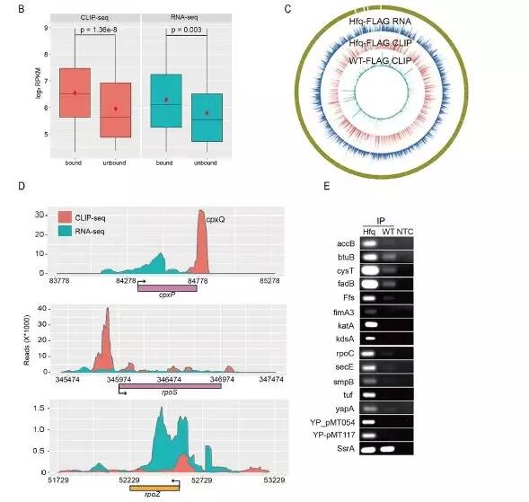 蛋白质和RNA互作神器：RIP-seq & CLIP-seq - 哔哩哔哩