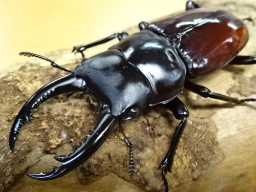 Dorcus属锹甲的分类与分歧 - 哔哩哔哩