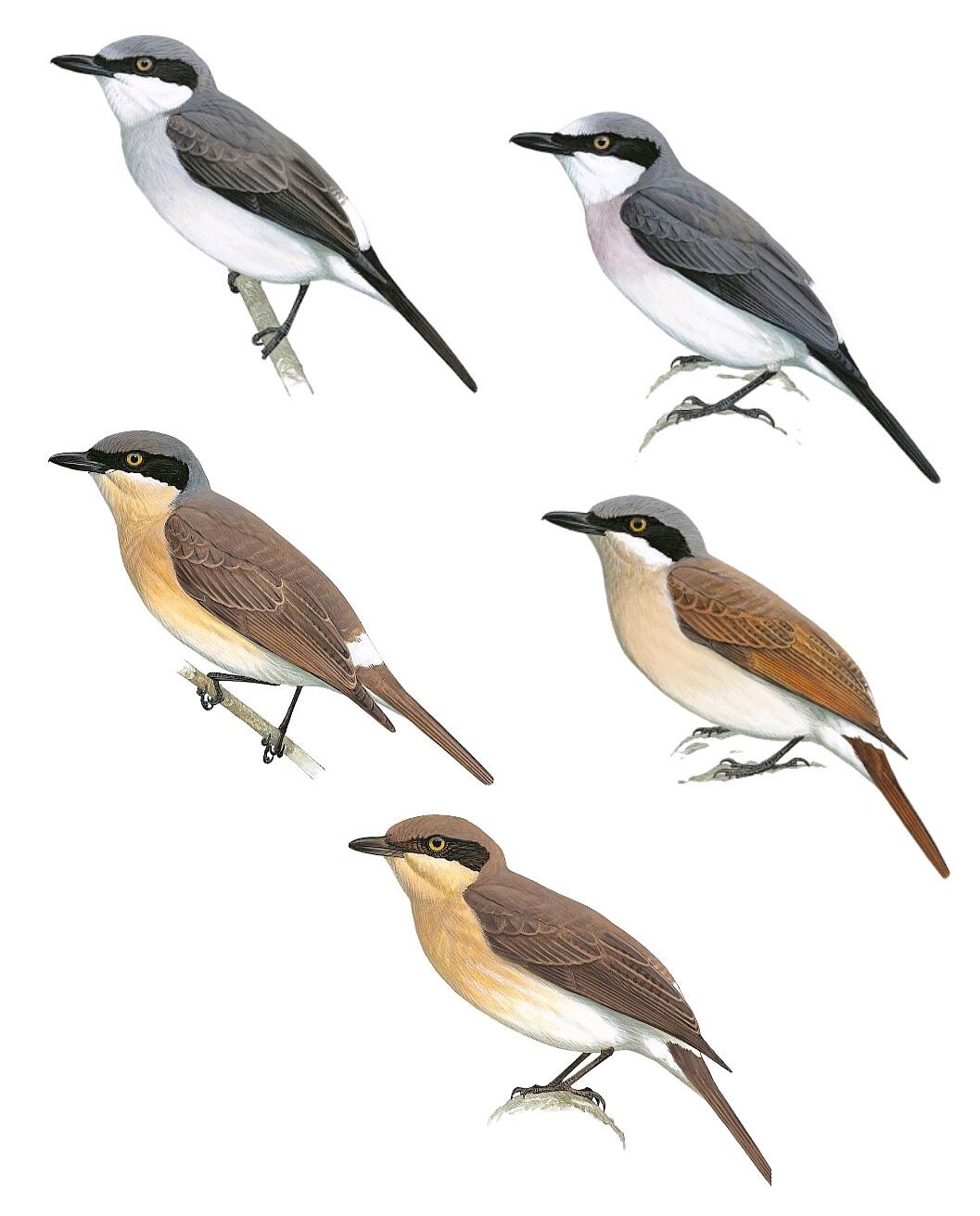 世界鸟类图鉴--丛鵙总科（I） - 哔哩哔哩