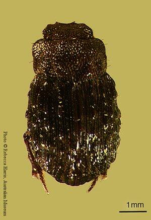 蜣螂-族与属整理（一） - 哔哩哔哩