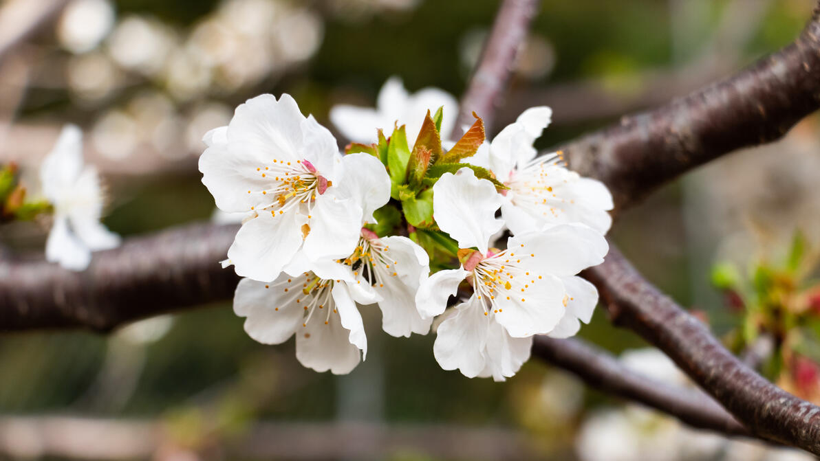 Ubuntu22.04自带壁纸合集 - 哔哩哔哩