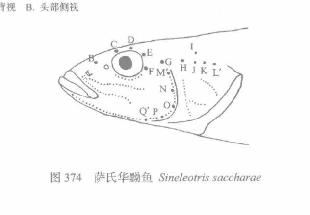 【水】图贴·东亚沉睡者·沙塘鳢科Odontobutidae Hoese & Gill, 1993 - 哔哩哔哩