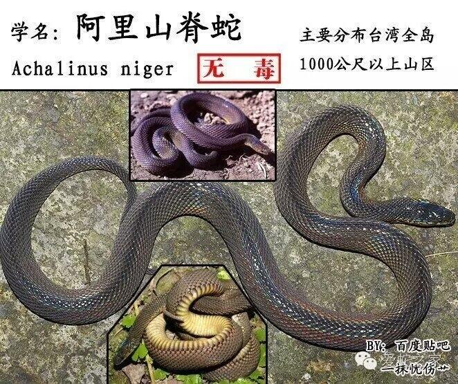 中国蛇类图鉴及名录2017(上) - 哔哩哔哩