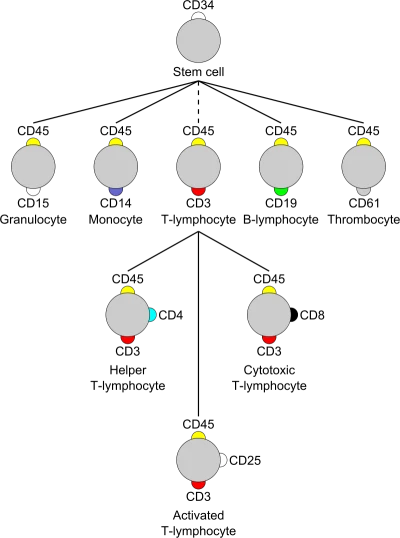 一文带你读懂用于各类细胞鉴定的CD分子，附CD1-CD371最新功能表 - 哔哩哔哩