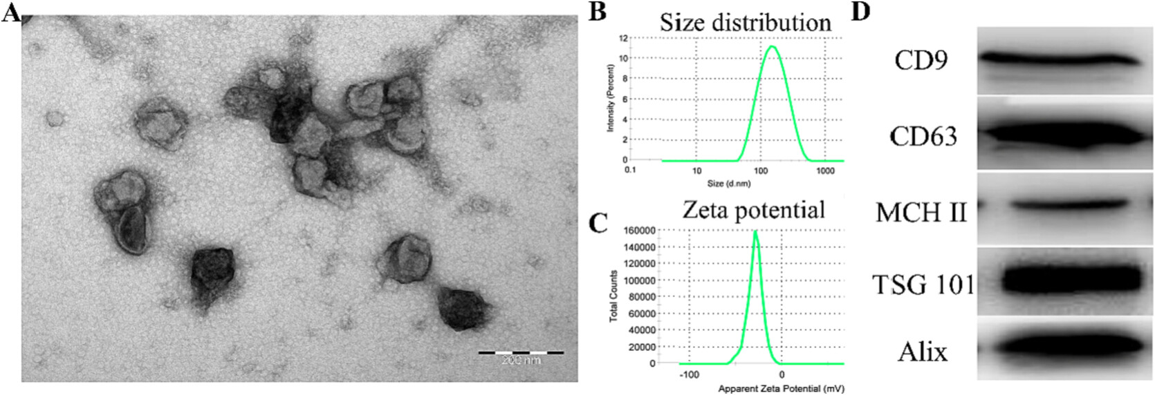 外泌体+肿瘤新抗原，个体化肿瘤免疫治疗新思路 - 哔哩哔哩
