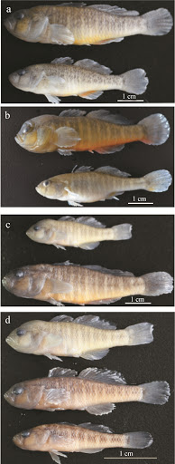 【水】图贴·东亚沉睡者·沙塘鳢科Odontobutidae Hoese & Gill, 1993 - 哔哩哔哩