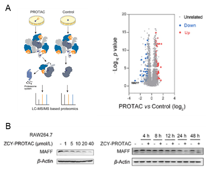 颠覆传统！基于PROTAC技术的“靶向降解组学”鉴定中药成分靶点 - 哔哩哔哩