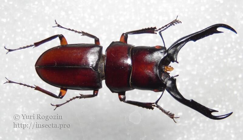 锹甲科-亚科与属整理（上篇） - 哔哩哔哩