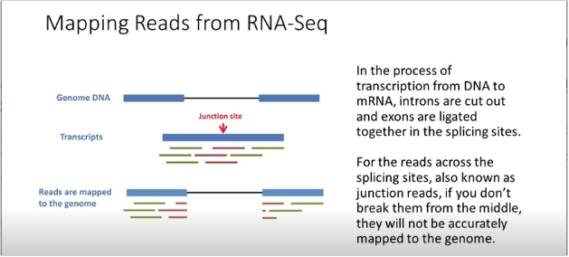 RNA测序数据回贴与组装 （RNA-Seq Mapping& Assembling） - 哔哩哔哩