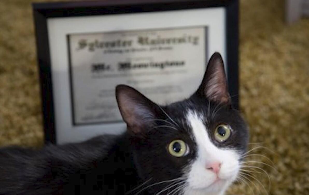 『DJ人物故事』|电音圈“喷子”Deadmau5“死老鼠”的故事 - 哔哩哔哩