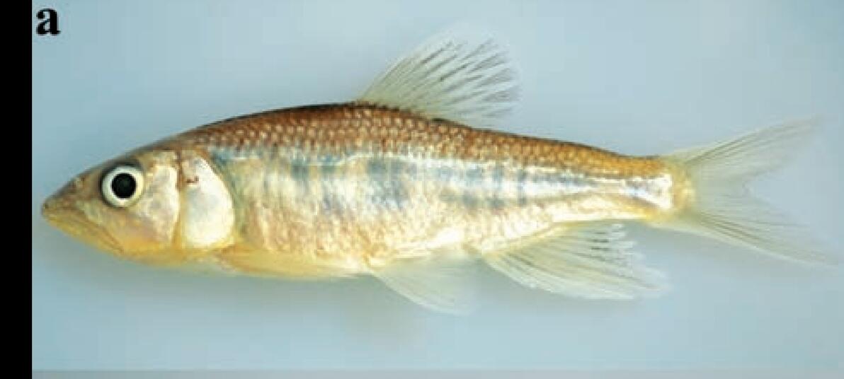 杂鱼的疑云——马口鱼属Opsariichthys种团的整理 - 哔哩哔哩