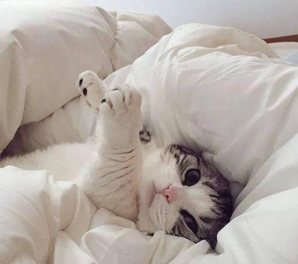 猫猫很爱钻棉被？猫咪和你亲密的行为有哪些 哔哩哔哩