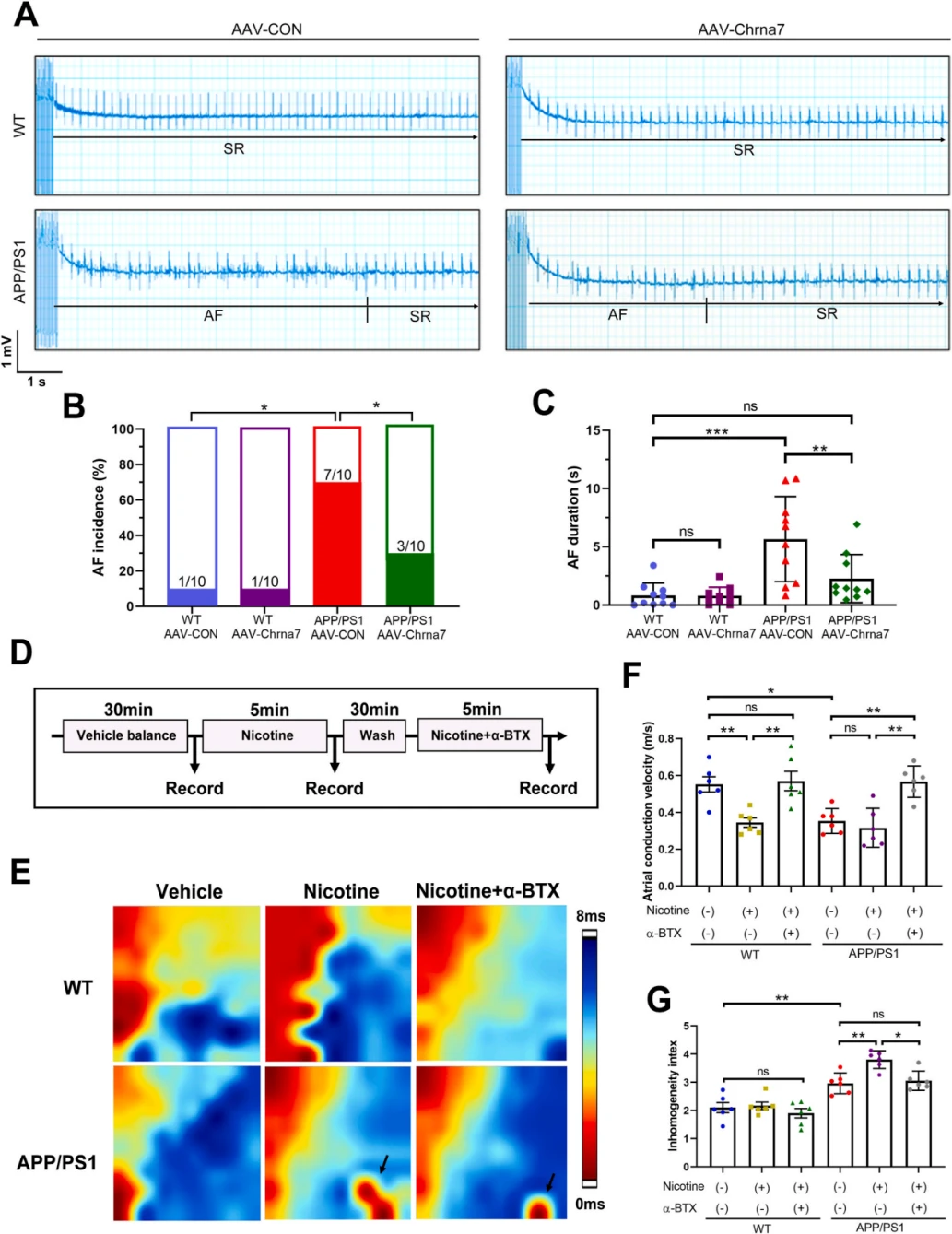 通过oxi-CaMKII/MAPK/AP-1通路，抑制α7烟碱型乙酰胆碱受体可逆转β-淀粉样蛋白诱导的 - 哔哩哔哩