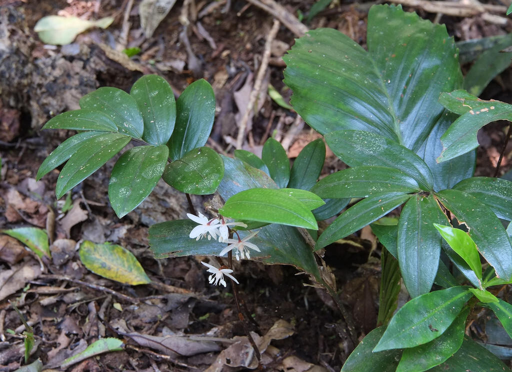 Liliales 随性科普•百合目 - 哔哩哔哩