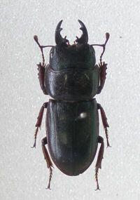 真假扁锹 - 哔哩哔哩