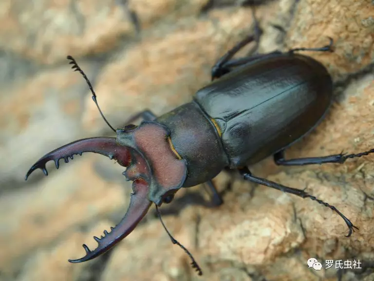 一文看懂牙型多变色彩丰富的日本深山锹甲 - 哔哩哔哩