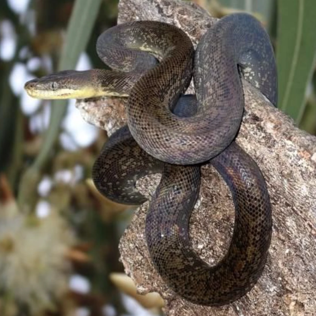 蟒科Pythonidae图鉴 - 哔哩哔哩