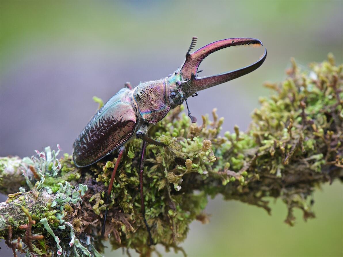 锹甲科-亚科与属整理（上篇） - 哔哩哔哩