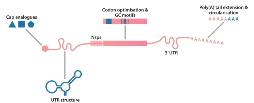 【耀文解读】深度解析mRNA序列元件：Cap, CDS, UTR, polyA - 哔哩哔哩