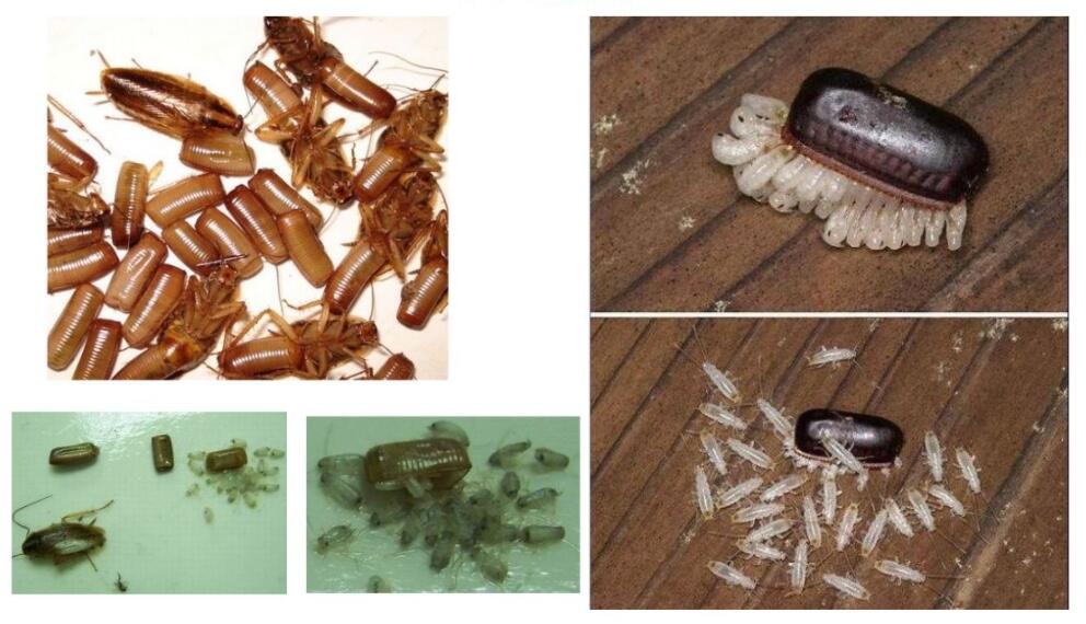 蟑螂的交配和产卵 - 哔哩哔哩