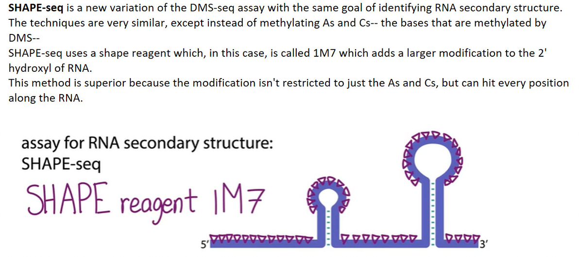MIT 分子生物学 part3 5.7 Assays for RNA Structure,DMS-seq and SHAPE-s - 哔哩哔哩