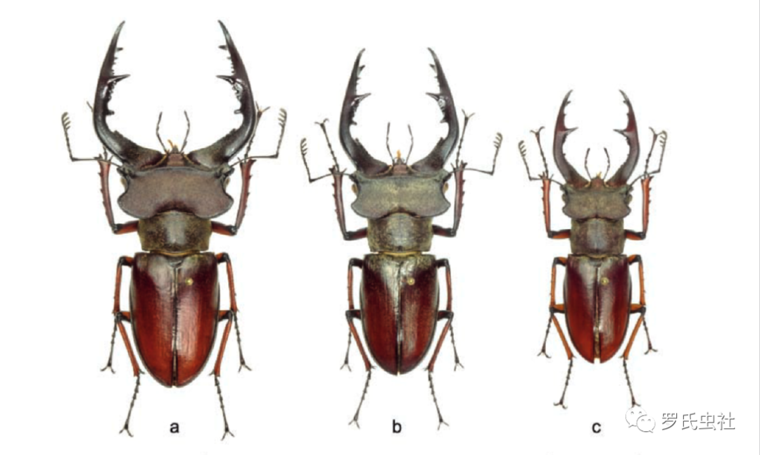 全球深山锹物种快速一览，值得收藏！ - 哔哩哔哩