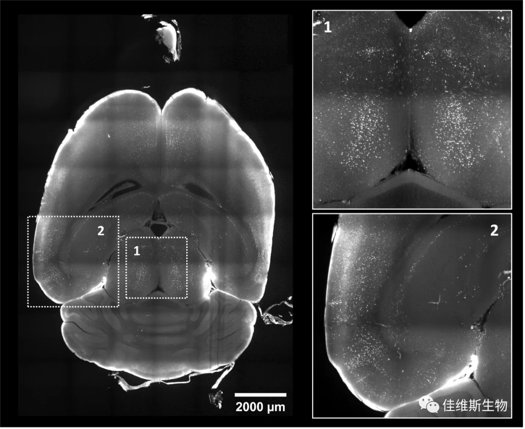 基于全脑c-fos组织透明化三维整体成像揭示单个“记忆印迹”在不同大脑区域分布 - 哔哩哔哩
