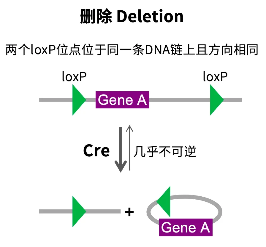 一文搞懂Cre-loxP条件性基因编辑 - 哔哩哔哩