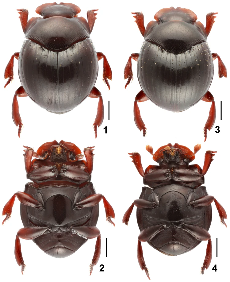 蜣螂-族与属整理（一） - 哔哩哔哩