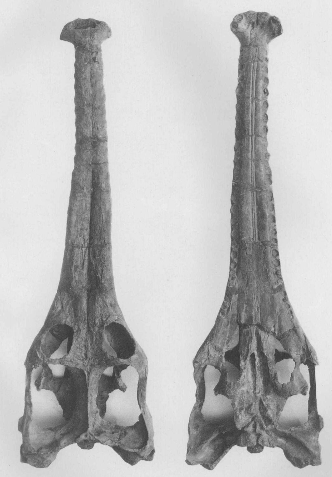 蛟横四海惊涛涌——简单说说海鳄亚目（完整版） - 哔哩哔哩