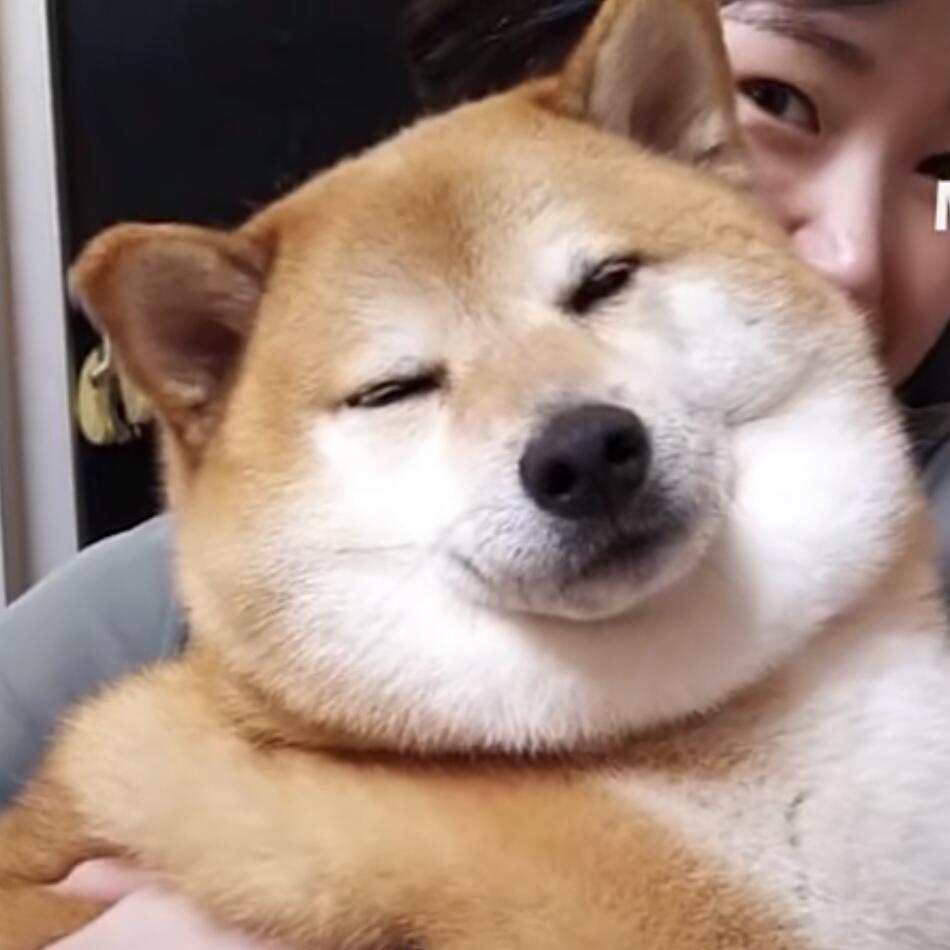 cheems本尊的一些头像（自截） - 哔哩哔哩