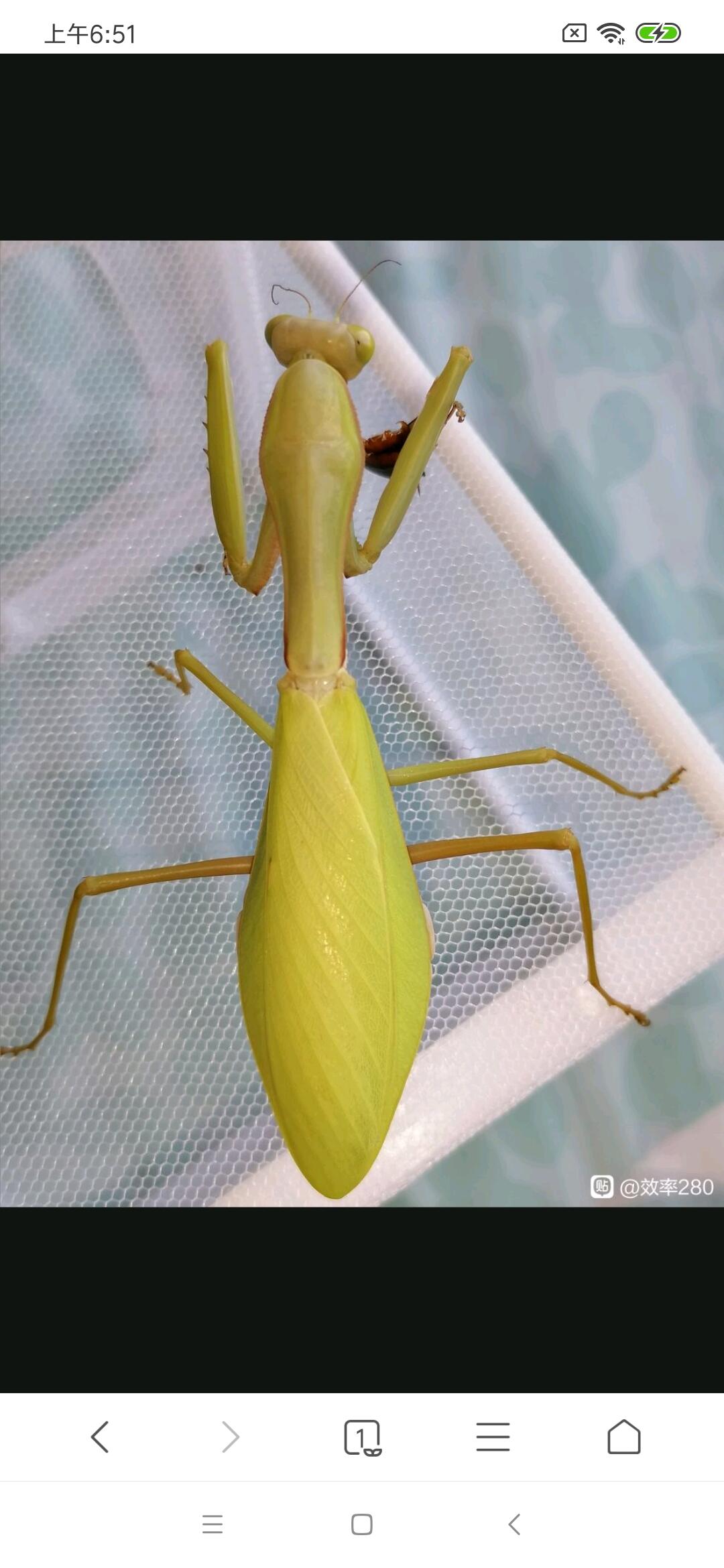 斧螳种类介绍 - 哔哩哔哩