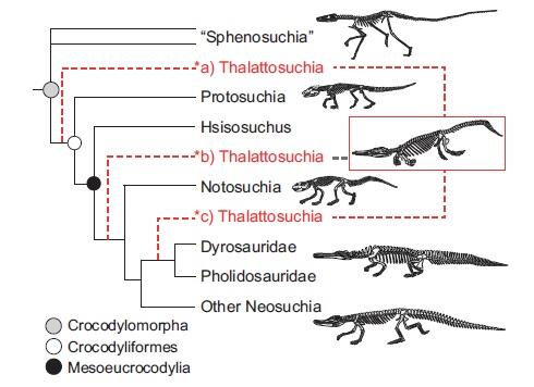 【海鳄亚目/Thalattosuchia】主目录 - 哔哩哔哩