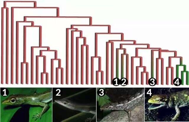 绿血石龙子 - 哔哩哔哩
