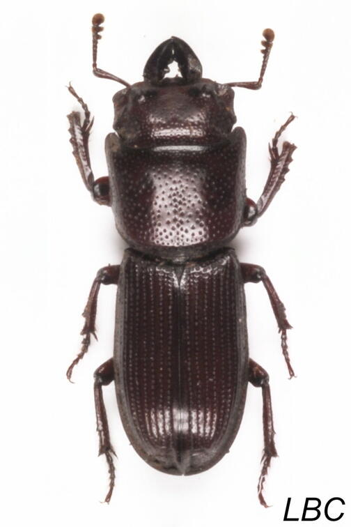 锹甲科-亚科\族\属整理3.0版（上篇） - 哔哩哔哩