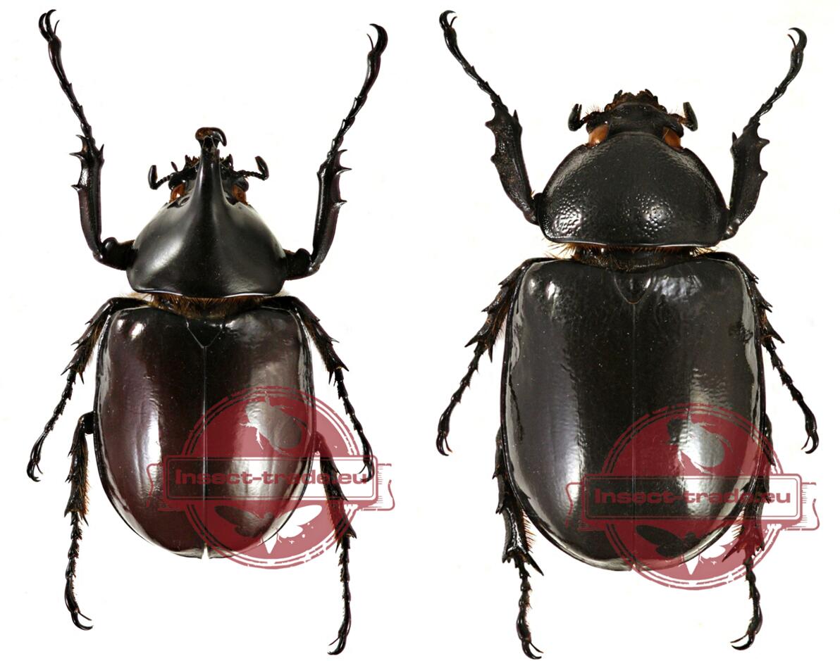 犀金龟族(Dynastini)-亚族及属种整合 - 哔哩哔哩